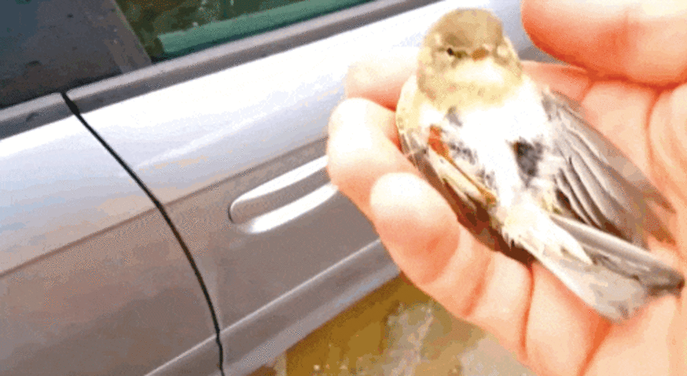 Man Offers Shirt Off His Back To Bring Tiny Bird Back To Life - The Dodo
