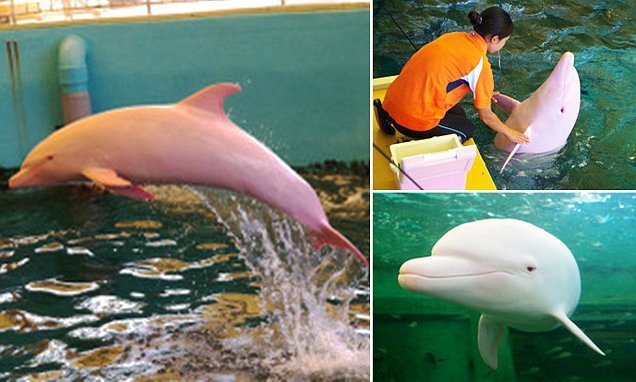 The rare Japanese dolphin that turns pink when it's angry or sad - The Dodo