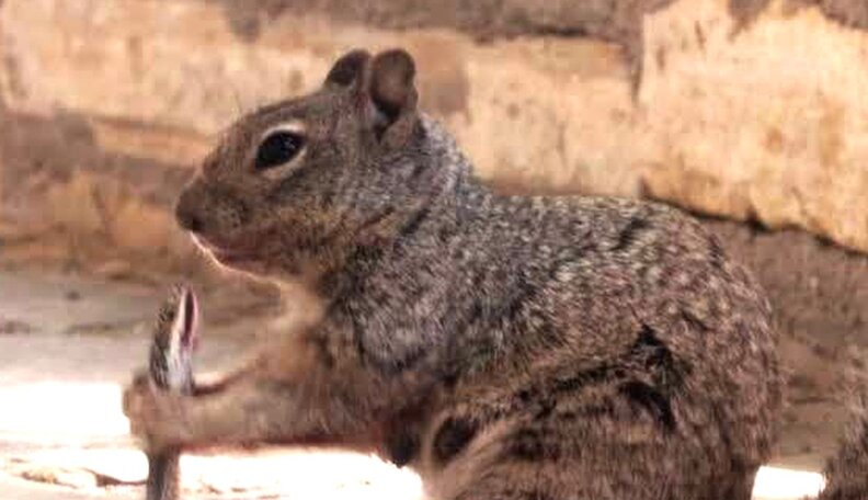 World's Most Badass Squirrel Takes On Snake - The Dodo