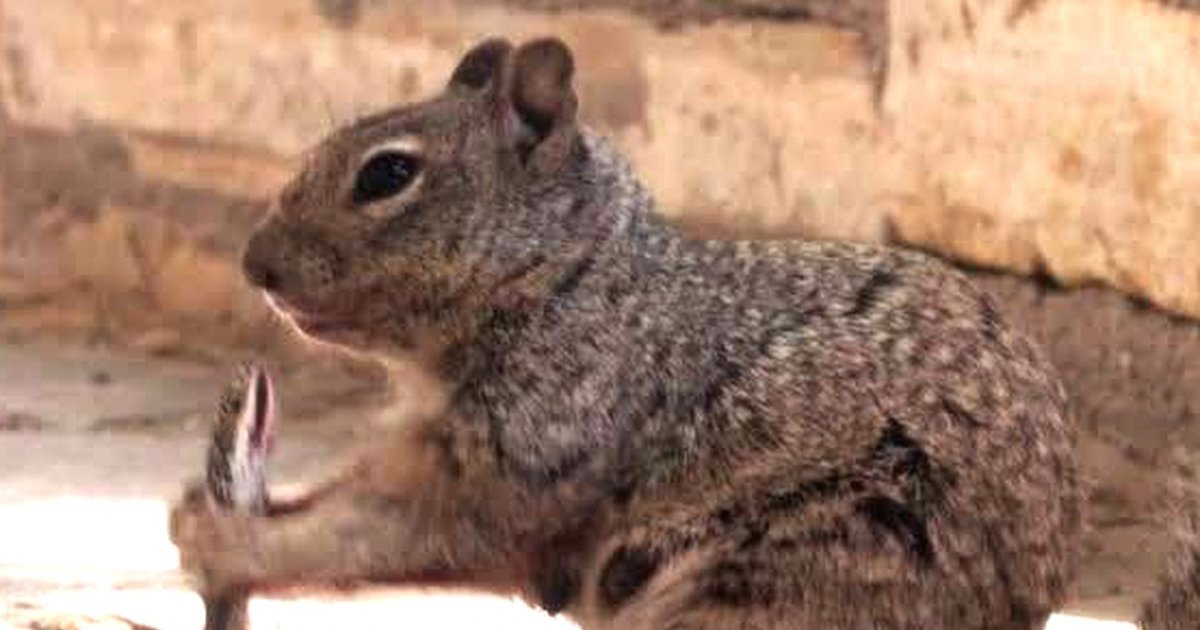 World's Most Badass Squirrel Takes On Snake - The Dodo