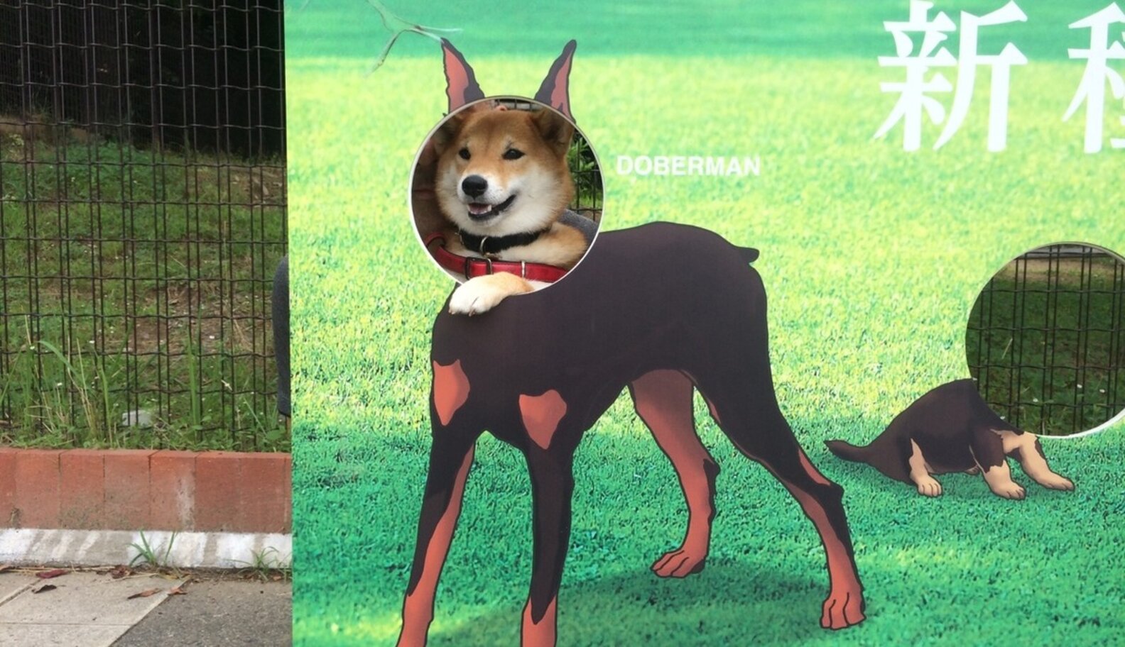 Weird Things People Do That Dogs DO NOT GET - The Dodo