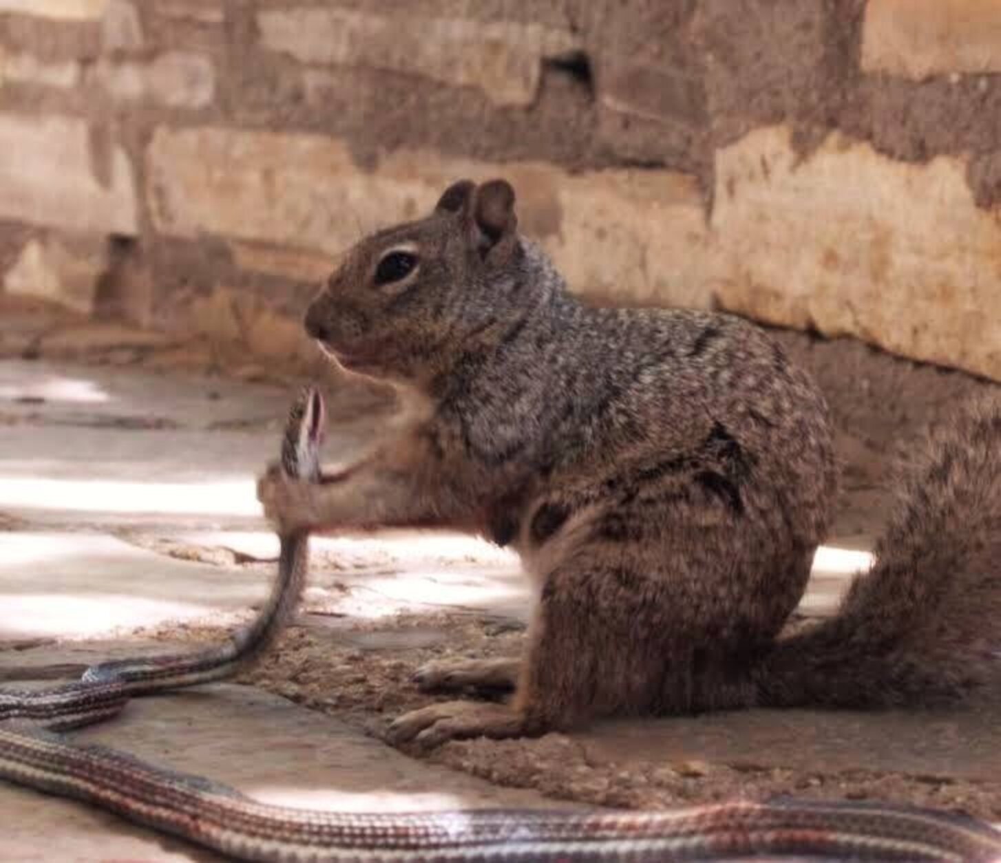 World's Most Badass Squirrel Takes On Snake - The Dodo