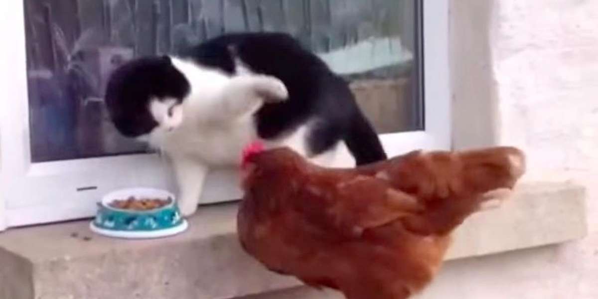 Cat Totally Baffled When Sassy Chicken Steals His Snack - The Dodo