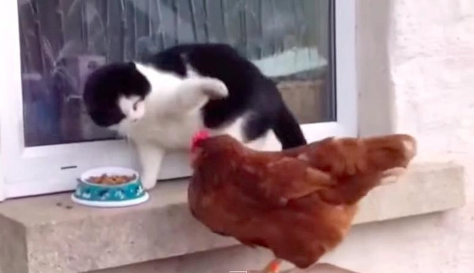 Cat Totally Baffled When Sassy Chicken Steals His Snack - The Dodo