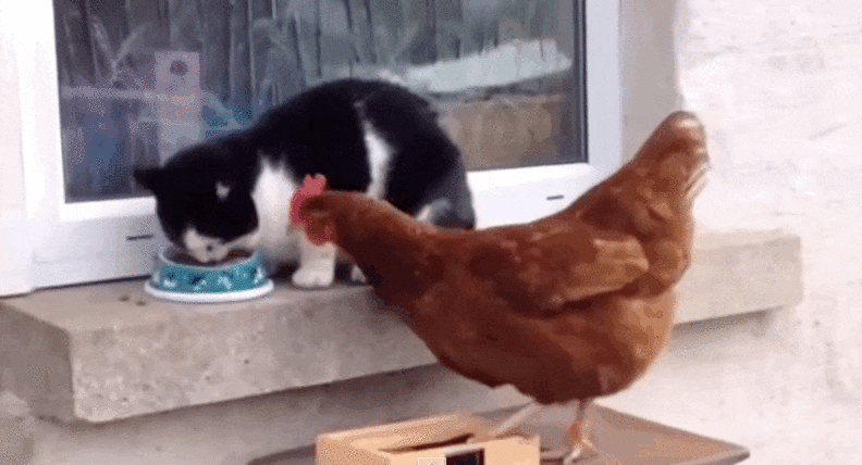 Cat Totally Baffled When Sassy Chicken Steals His Snack - The Dodo