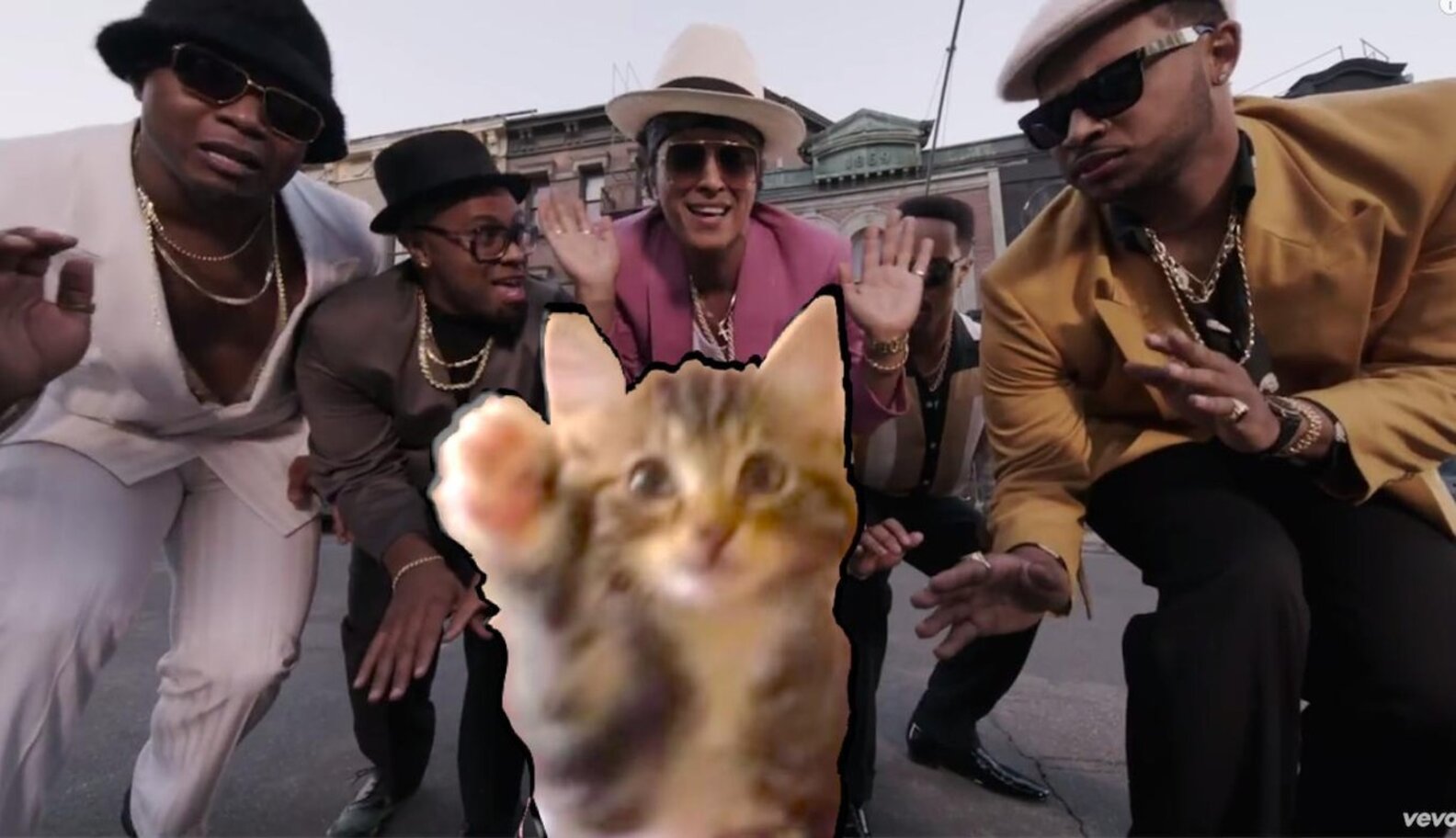 Cat Keeps Perfect Beat While Dancing To 'Uptown Funk' - The Dodo