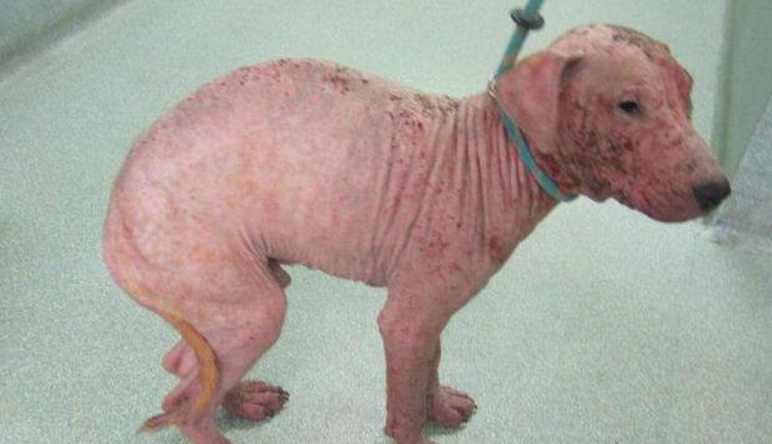 Severely Neglected Dog Makes Miraculous Recovery - The Dodo