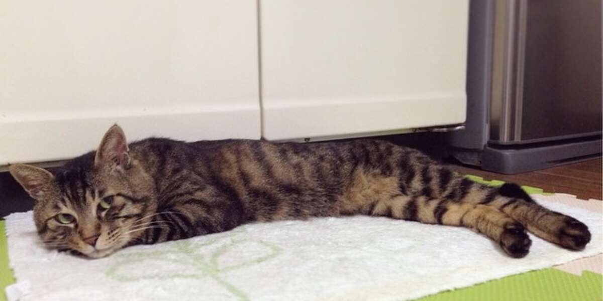 おはムサシ！ 暑い日は伸びがち。Sprawl cat. #musashi - The Dodo