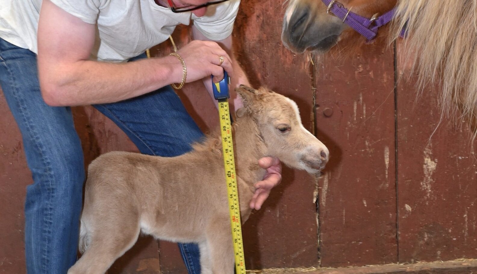 Miniature Pony Surprises Everyone With The Tiniest Little Bundle - The Dodo