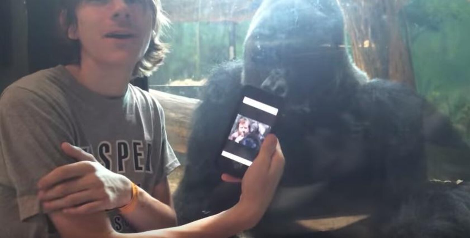 Gorilla Captivated By What's On His New Friend's Phone - The Dodo
