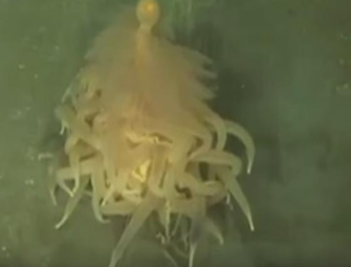 'Flying Spaghetti Monster' Stuns Crew Who Discovered Him - The Dodo