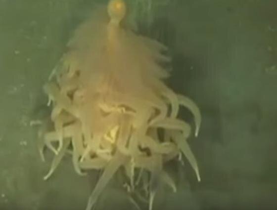 'Flying Spaghetti Monster' Stuns Crew Who Discovered Him - The Dodo