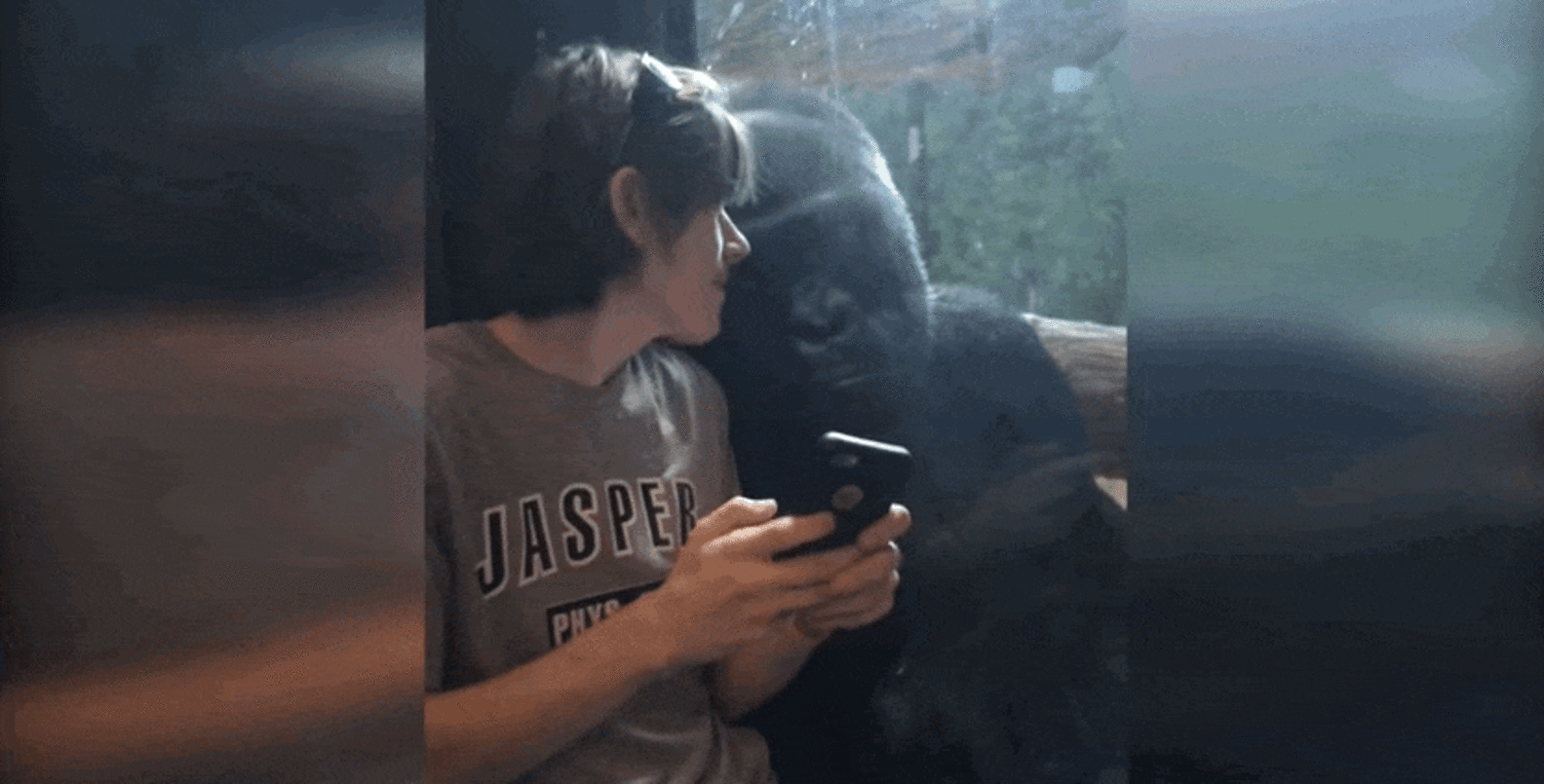 Gorilla Captivated By What's On His New Friend's Phone - The Dodo