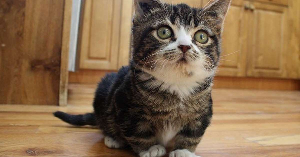 Little Kitten With Dwarfism Has A Sister Just Like Him - The Dodo