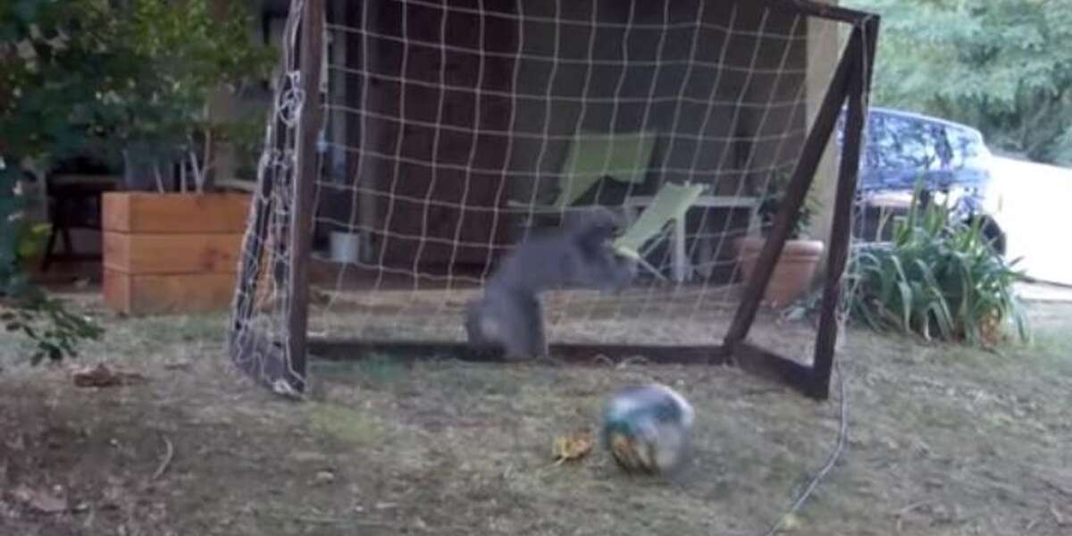 Bouncy, Pouncy Kitten Is The Goalie Every Soccer Team Dreams Of - The Dodo