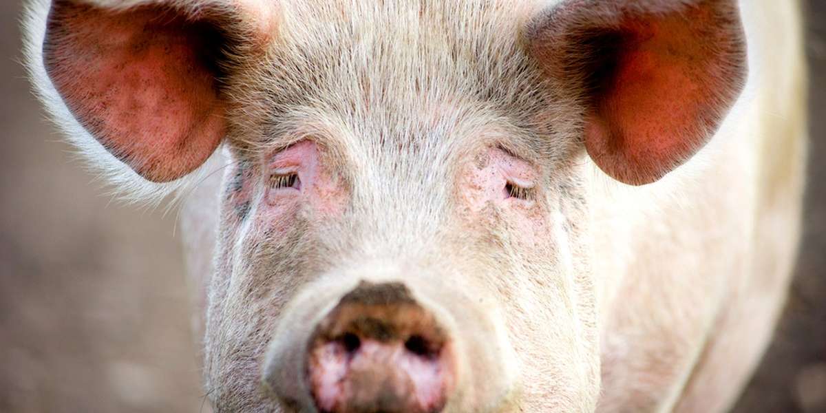 Pigs Tied To Table, Shot With Handguns In Appalling Experiment - The Dodo