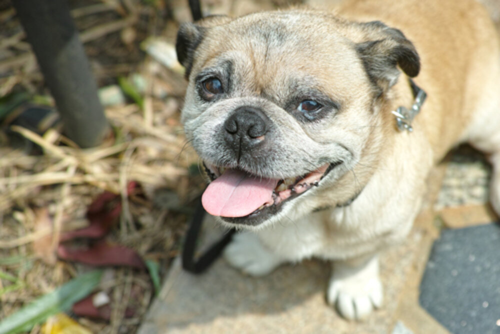Dogs' Eyeballs Are Actually Popping Out Of Their Heads - The Dodo
