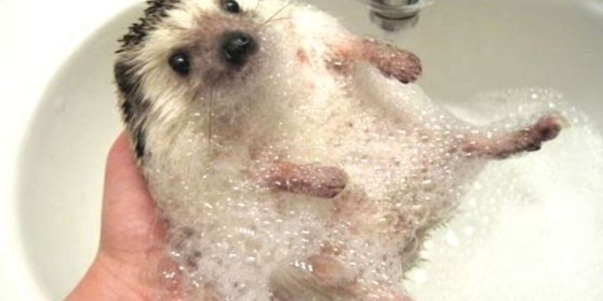 Cute And Funny Hedgehog Videos Compilation 2014 [NEW] - The Dodo