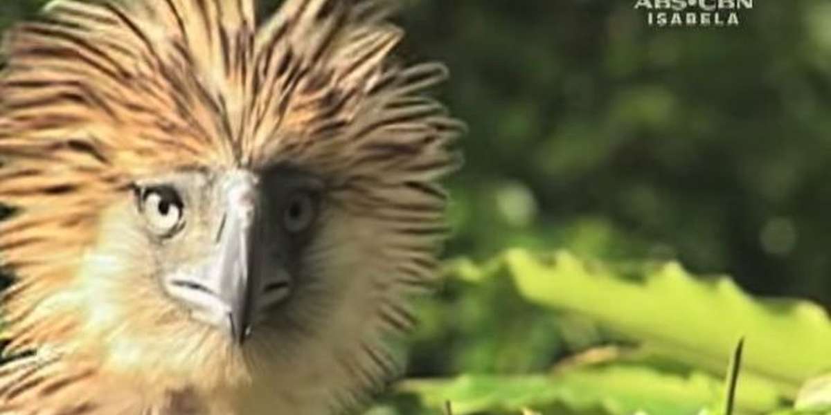 Rare Eagle Shot And Killed Months After Release Back Into The Wild ...