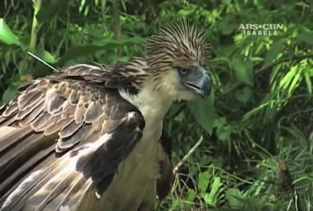 Rare Eagle Shot And Killed Months After Release Back Into The Wild ...