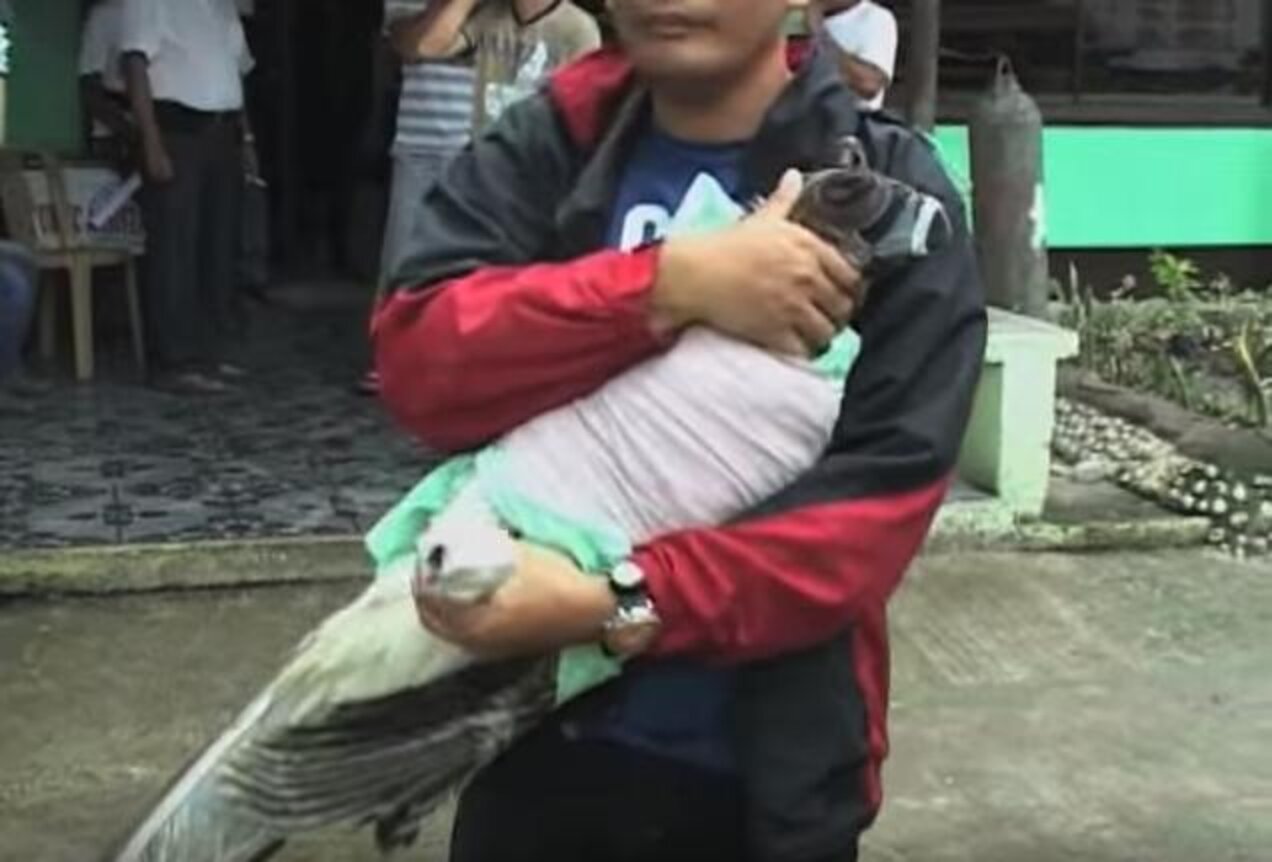 Rare Eagle Shot And Killed Months After Release Back Into The Wild ...