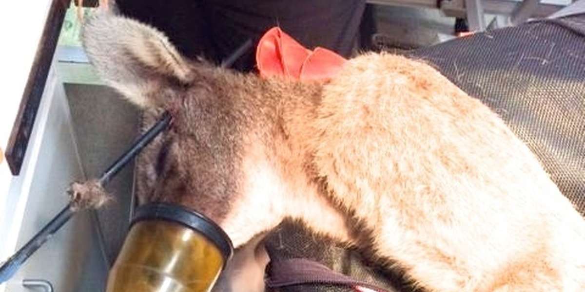 People Are Shooting Kangaroos With Arrows For No Reason - The Dodo