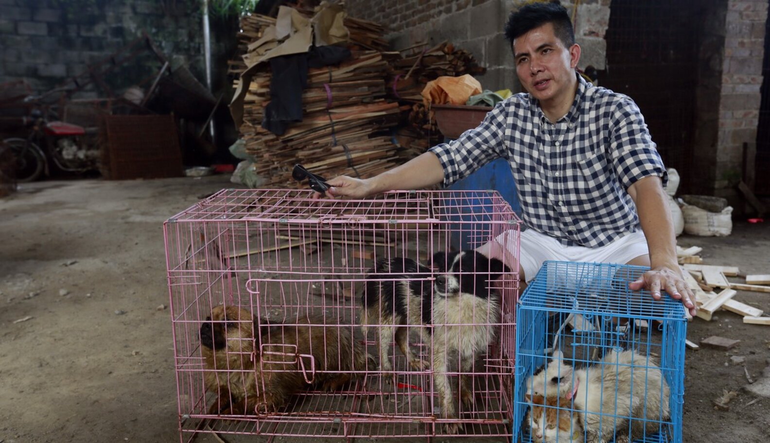 Cat Who Was Next To Be Slaughtered Learns Miracles Do Exist - The Dodo