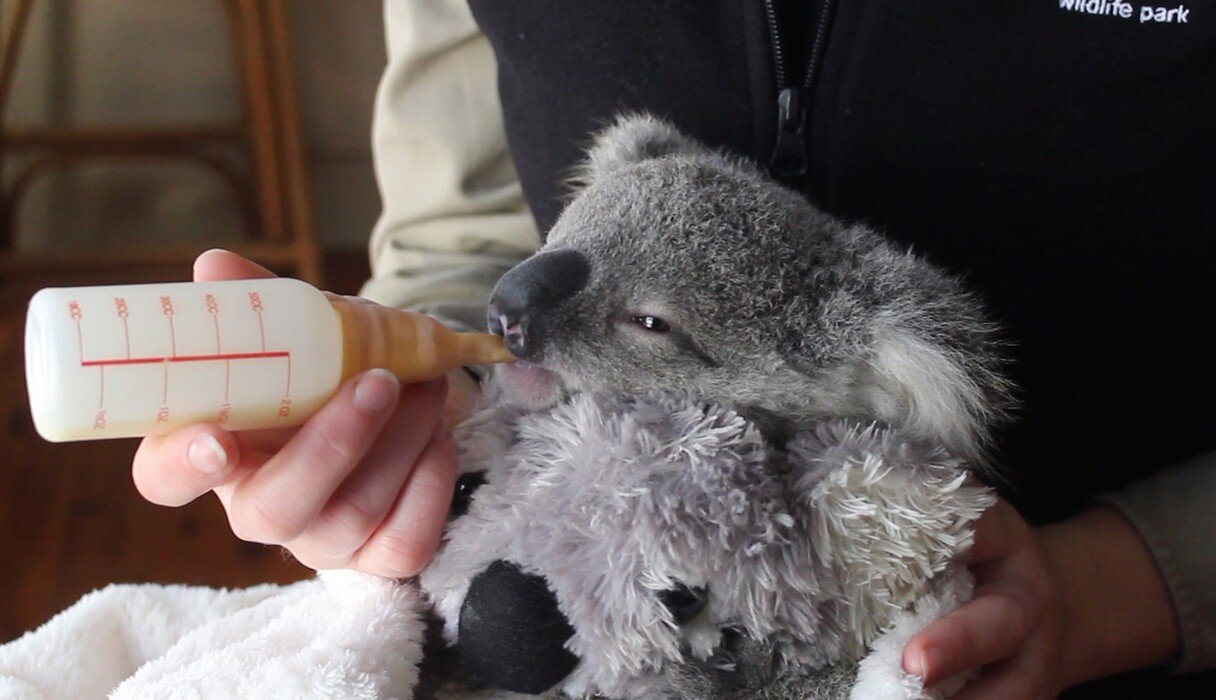 Tiniest Koala Headed For A Future Of Tourist Selfies - The Dodo