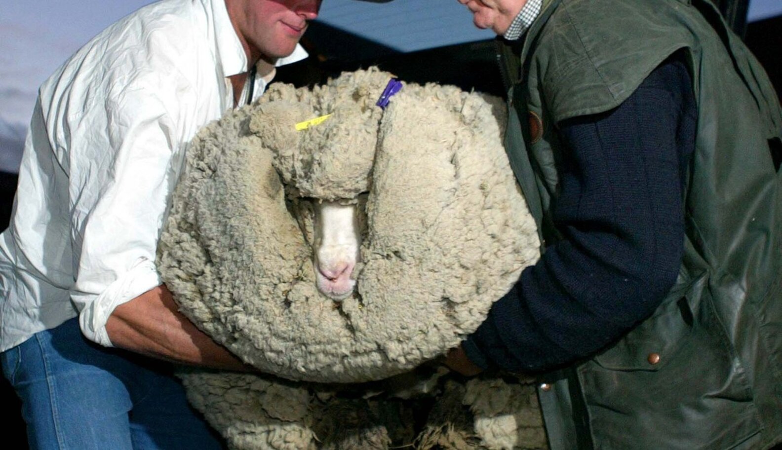 Sheep Decides To Keep Wool, Hides Out In Cave For 6 YEARS - The Dodo