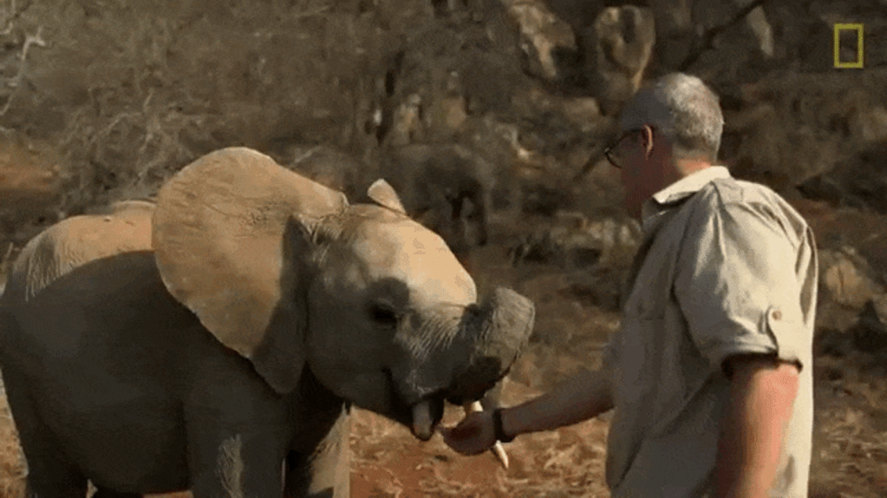 Baby Elephants Guide Journalist Toward Once-In-A-Lifetime Encounter ...