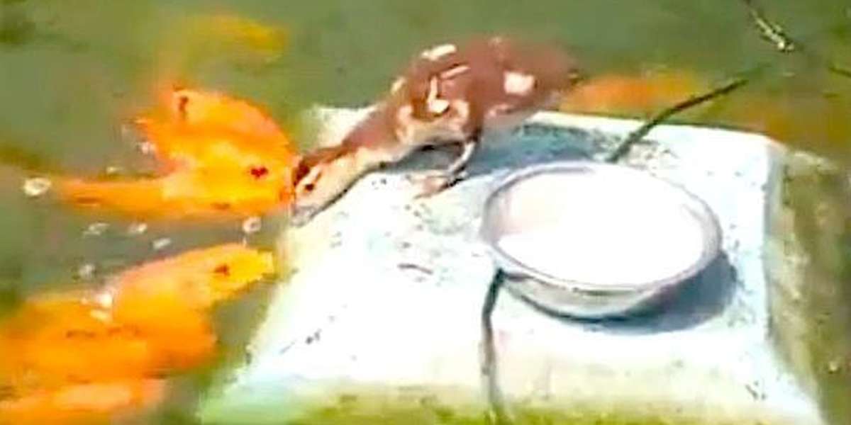 The Truth Behind The Viral 'Duck Feeding Fish' Video - The Dodo