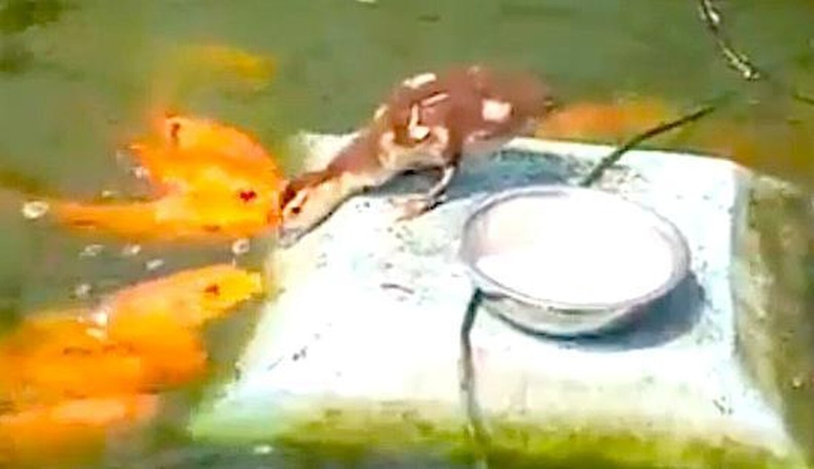 The Truth Behind The Viral 'Duck Feeding Fish' Video - The Dodo