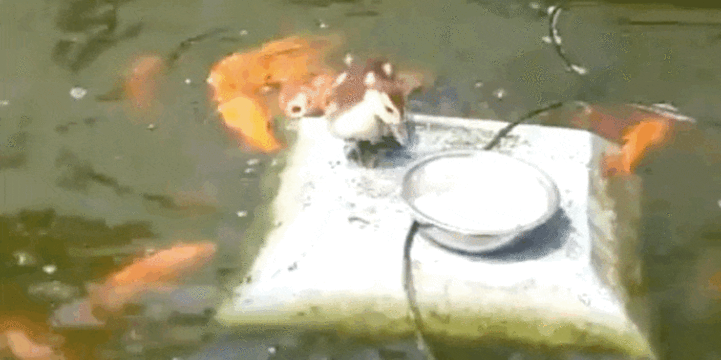 The Truth Behind The Viral 'Duck Feeding Fish' Video - The Dodo