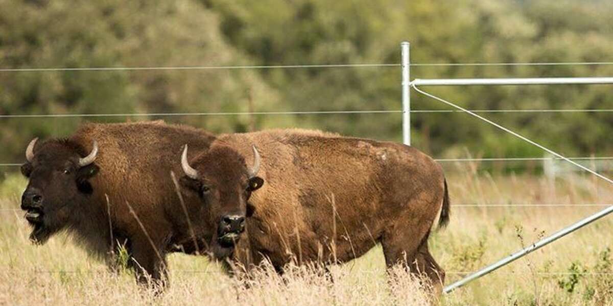 Rare Bison Get First Taste Of Freedom After Nearly Being Hunted To ...