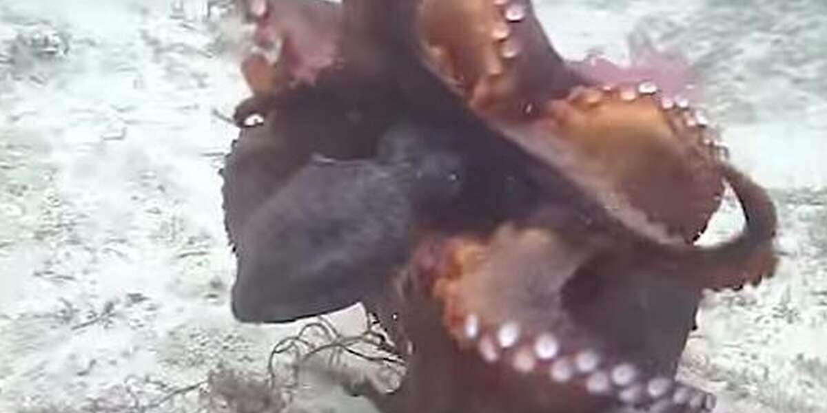 Fascinating Footage Shows What Happens When Octopuses Get Pissed Off ...