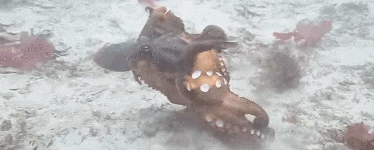 Fascinating Footage Shows What Happens When Octopuses Get Pissed Off ...