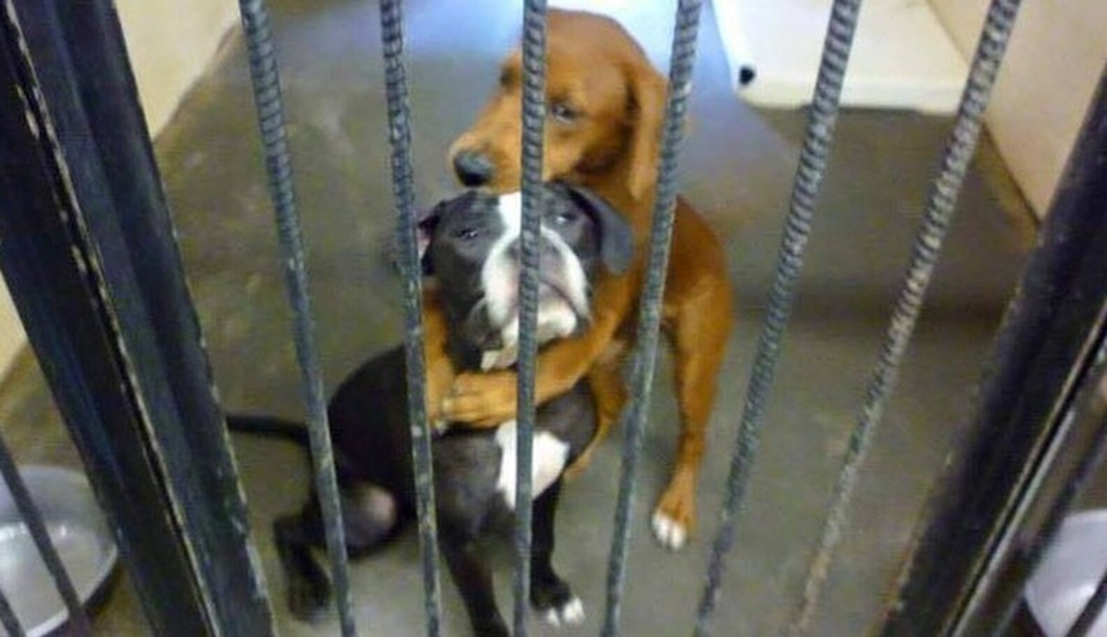 Hugging Dogs Finally Adopted ... And Their New Family Is Perfect - The Dodo