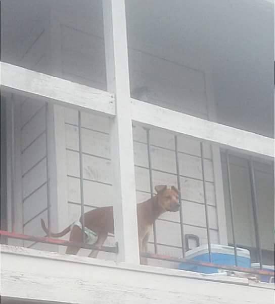 After Shocking The Country, This Dog Is Right Back With Her Owner - The ...