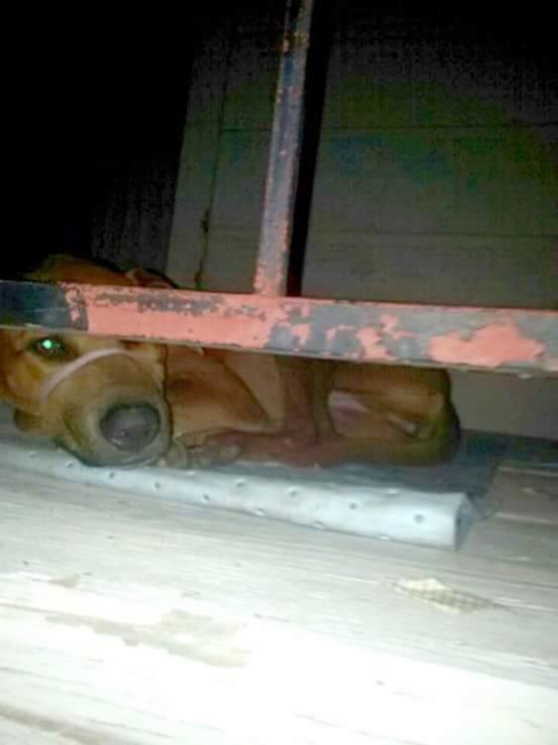 After Shocking The Country, This Dog Is Right Back With Her Owner - The ...