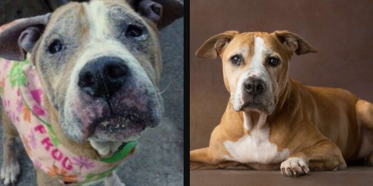 Dozens Of Senior Dogs Saved From Crowded Shelters - The Dodo