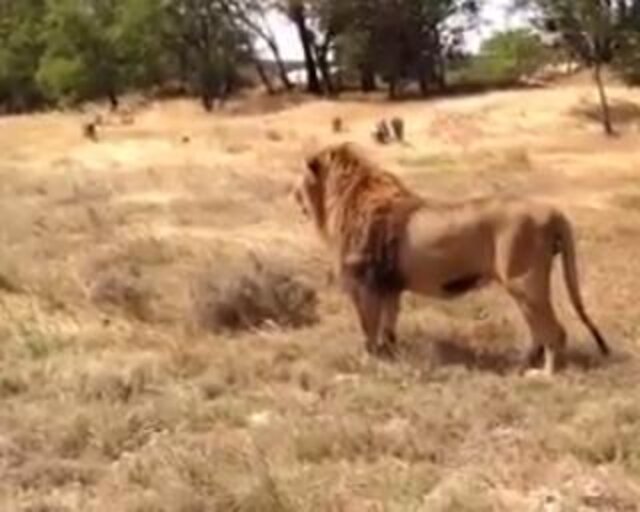 Lion Wasting Away In Shipping Crate Takes First Steps On Soft Grass ...