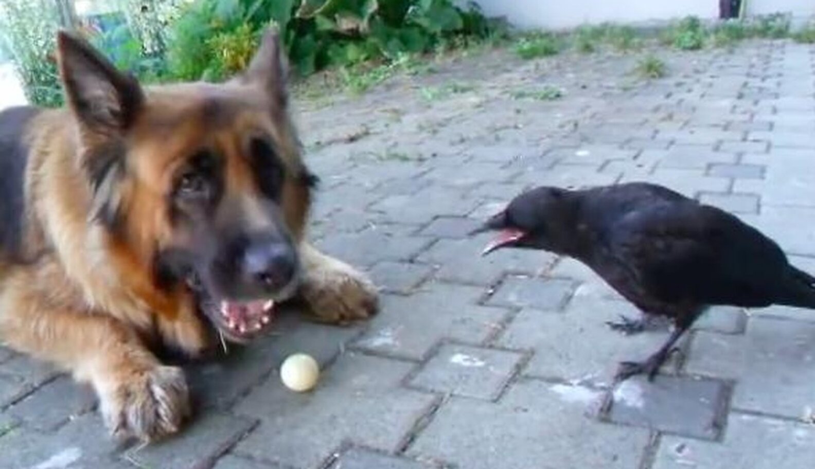 Bossy Bird Would Like Dog To Join Him In Game Of Fetch - The Dodo