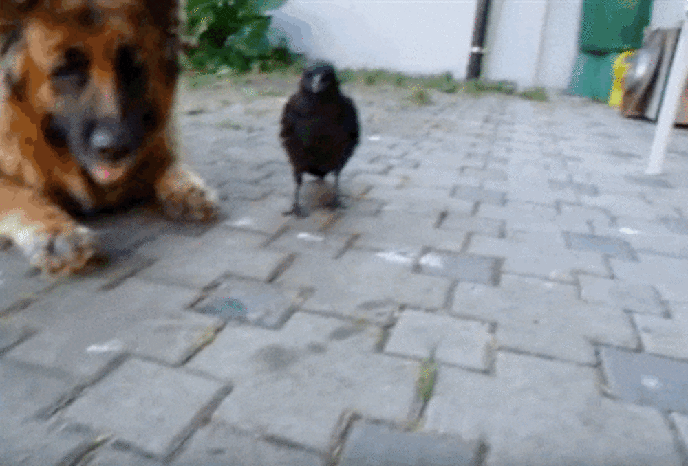 Bossy Bird Would Like Dog To Join Him In Game Of Fetch - The Dodo