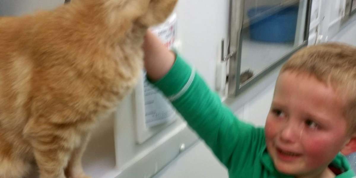 Little Boy Can't Even Believe He's Found His Lost Cat - The Dodo