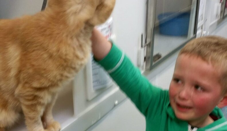 Little Boy Can't Even Believe He's Found His Lost Cat - The Dodo