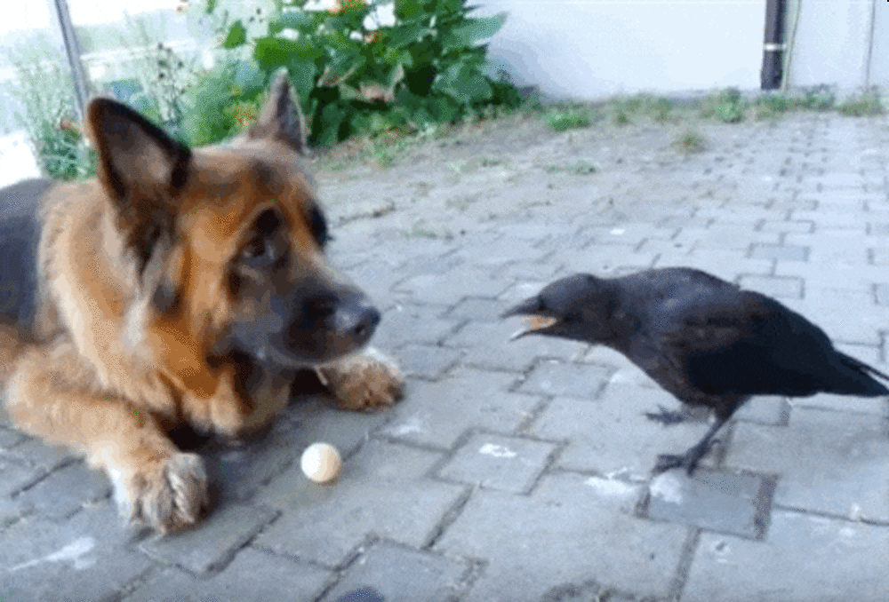 Bossy Bird Would Like Dog To Join Him In Game Of Fetch - The Dodo