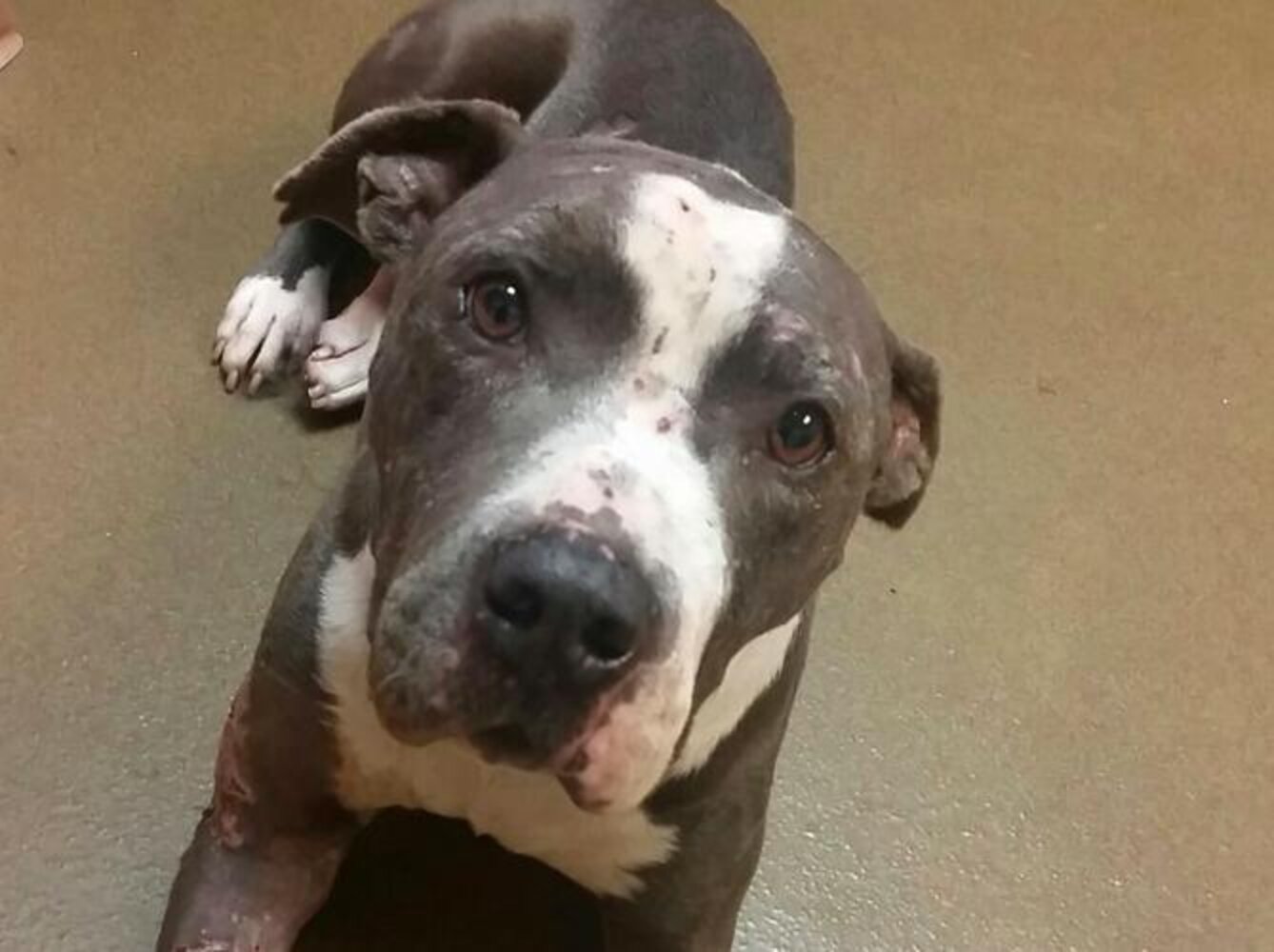 Dog Used For Fighting Still Trusts Everyone He Meets - The Dodo