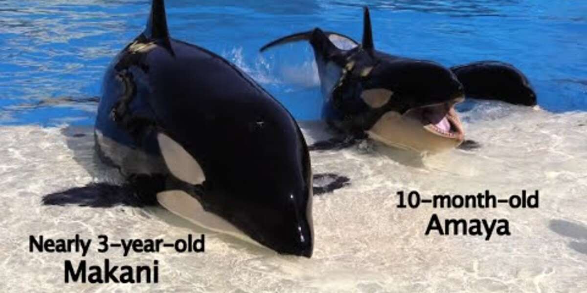 SeaWorld Gets Super Defensive Over 'Depressed' Mother Orca Footage ...