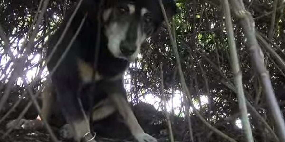 Homeless Senior Dog Too Scared To Be Rescued ... Until She's Shown Love ...