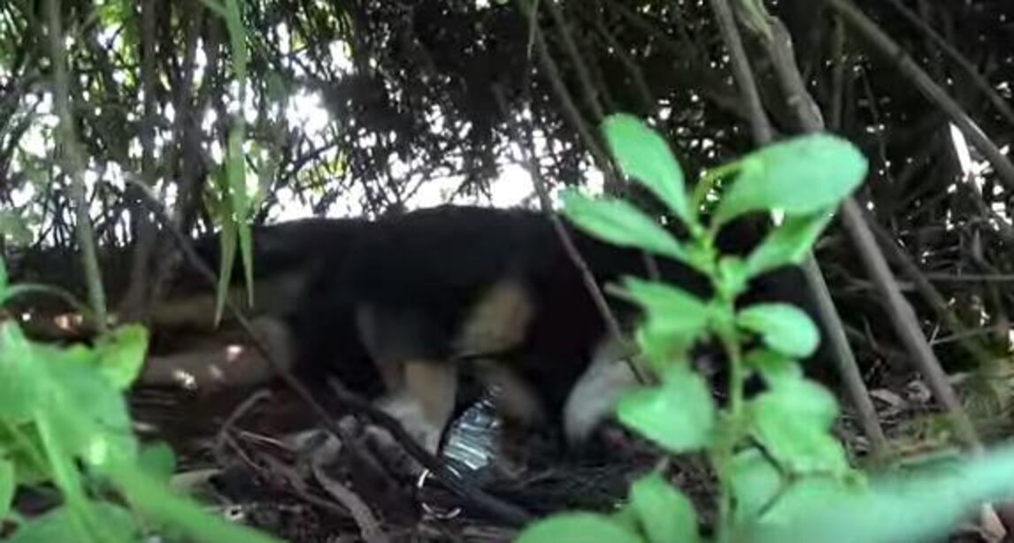Homeless Senior Dog Too Scared To Be Rescued ... Until She's Shown Love ...